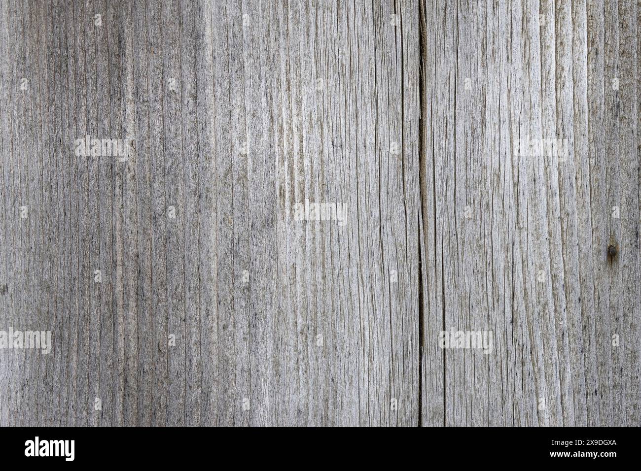 spruce plank detailed texture, real pattern ready for your design Stock ...