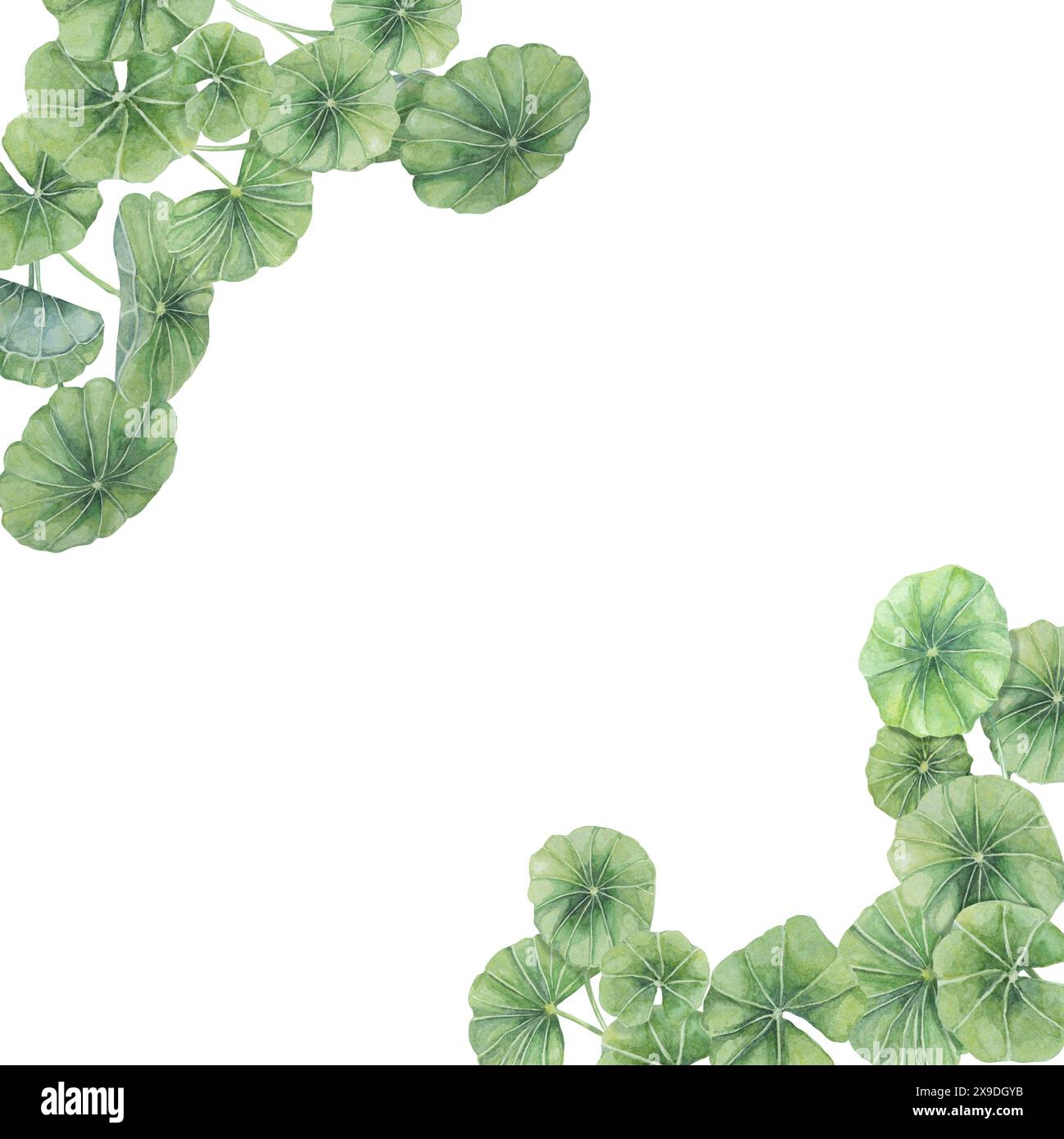 Centella asiatica corner frame clipart. Watercolor gotu cola card ...