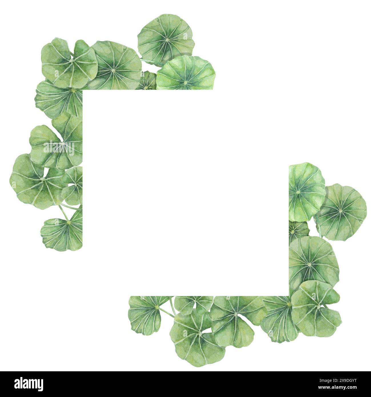 Centella asiatica square frame clipart. Watercolor gotu cola card ...