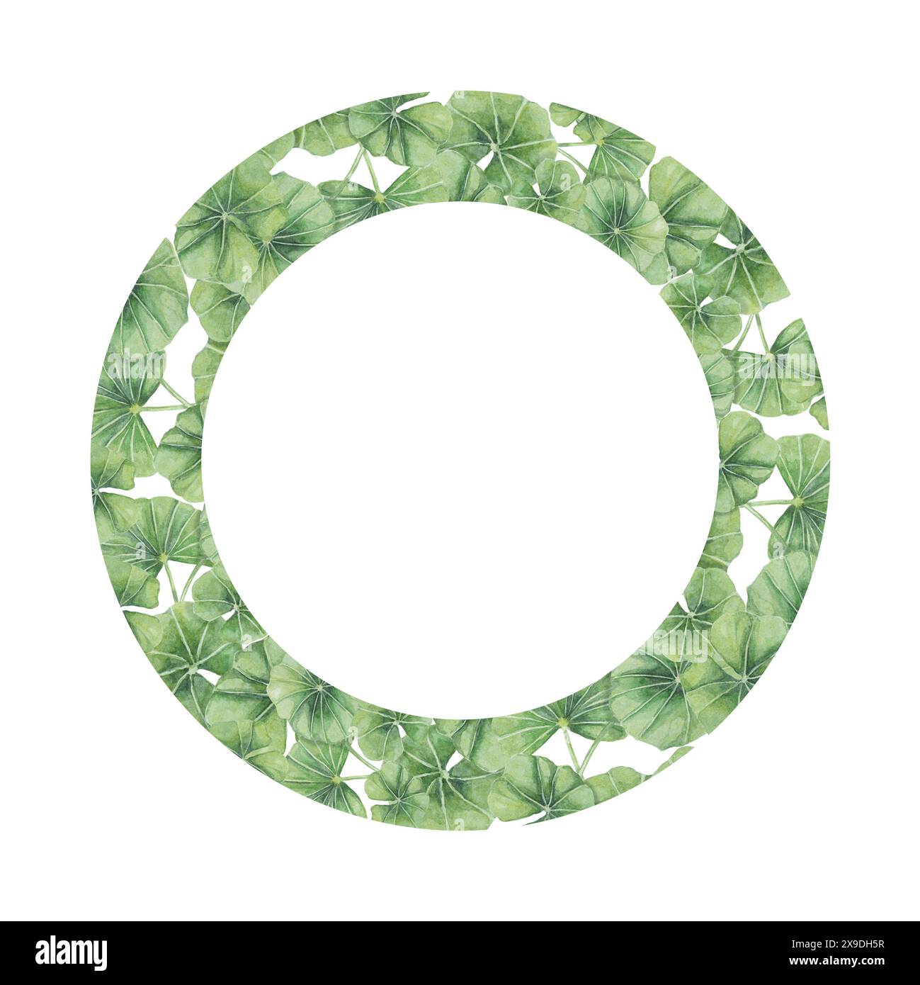 Centella asiatica round frame, wreath clipart. Watercolor gotu cola ...