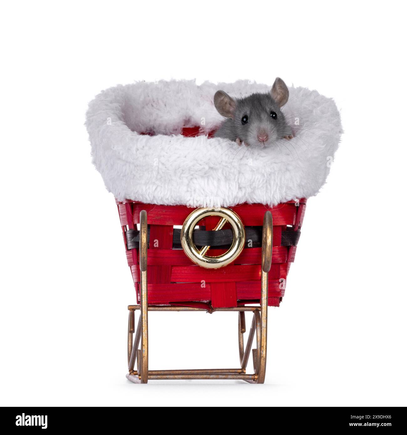 Cute blue young rat, sitting in red christmas sleigh. Looking over edge ...