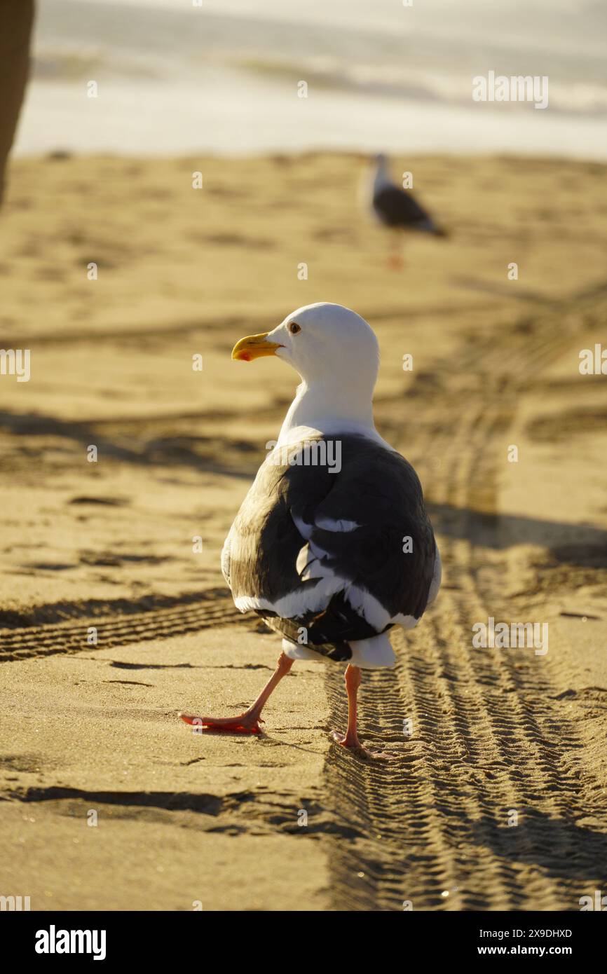 Seagull on the beach Stock Photo - Alamy