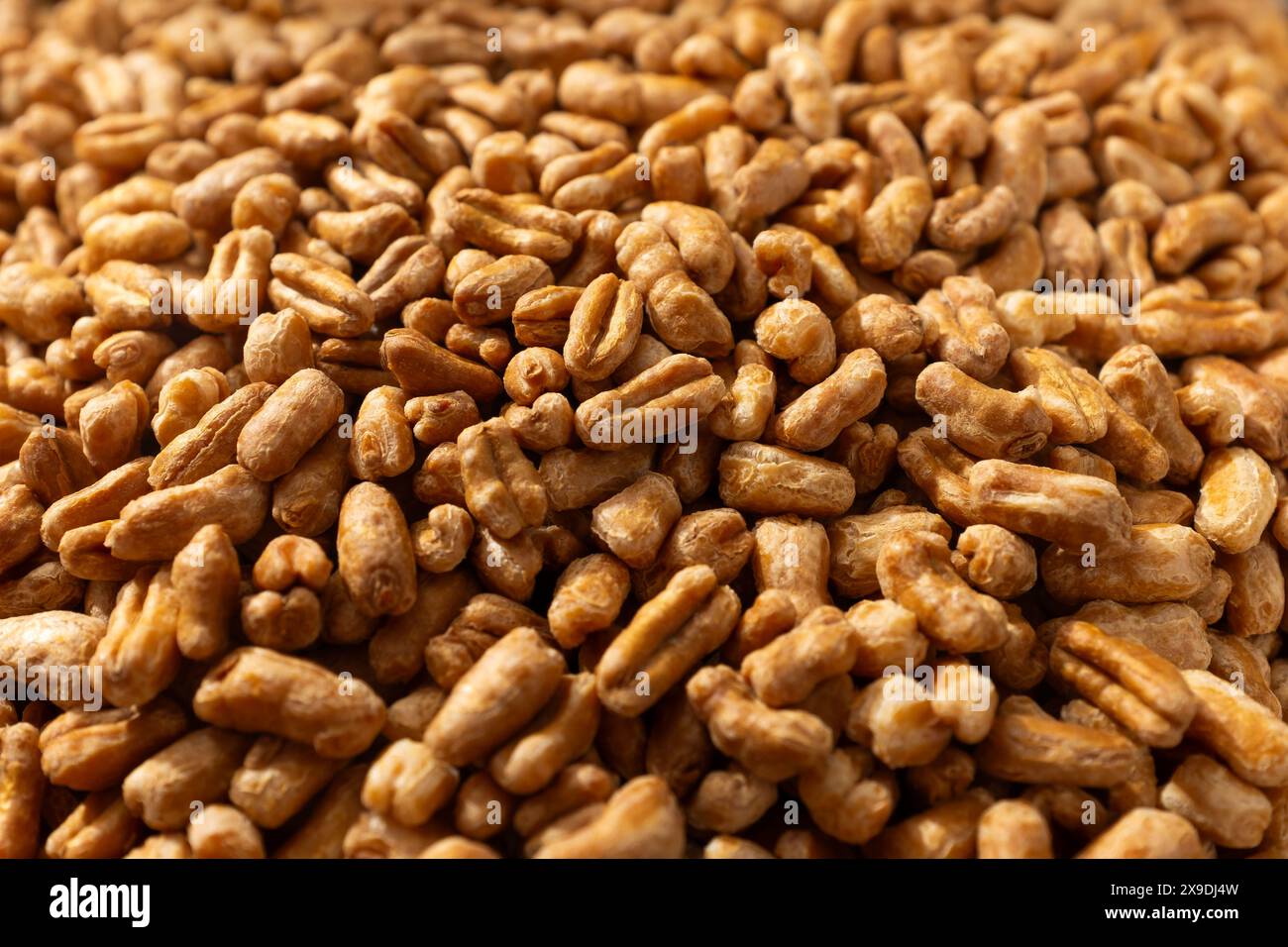 Roasted Khorasan Wheat. Nutty and crunchy grains. roasted grains Stock ...