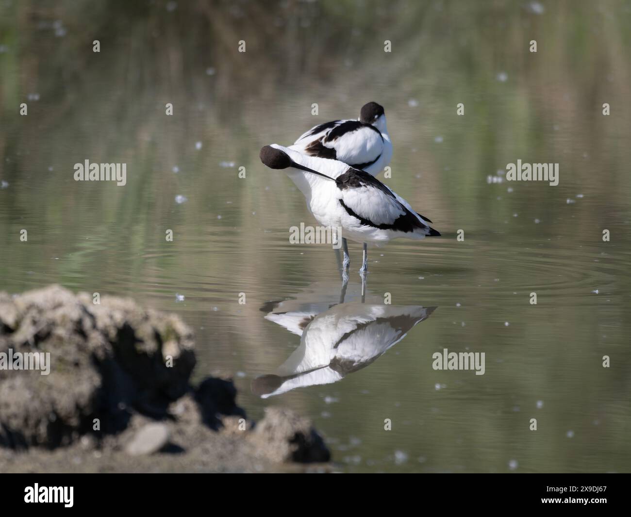 The Pied Avocet, a large Black and White Wader in the Avocet and Stilt ...
