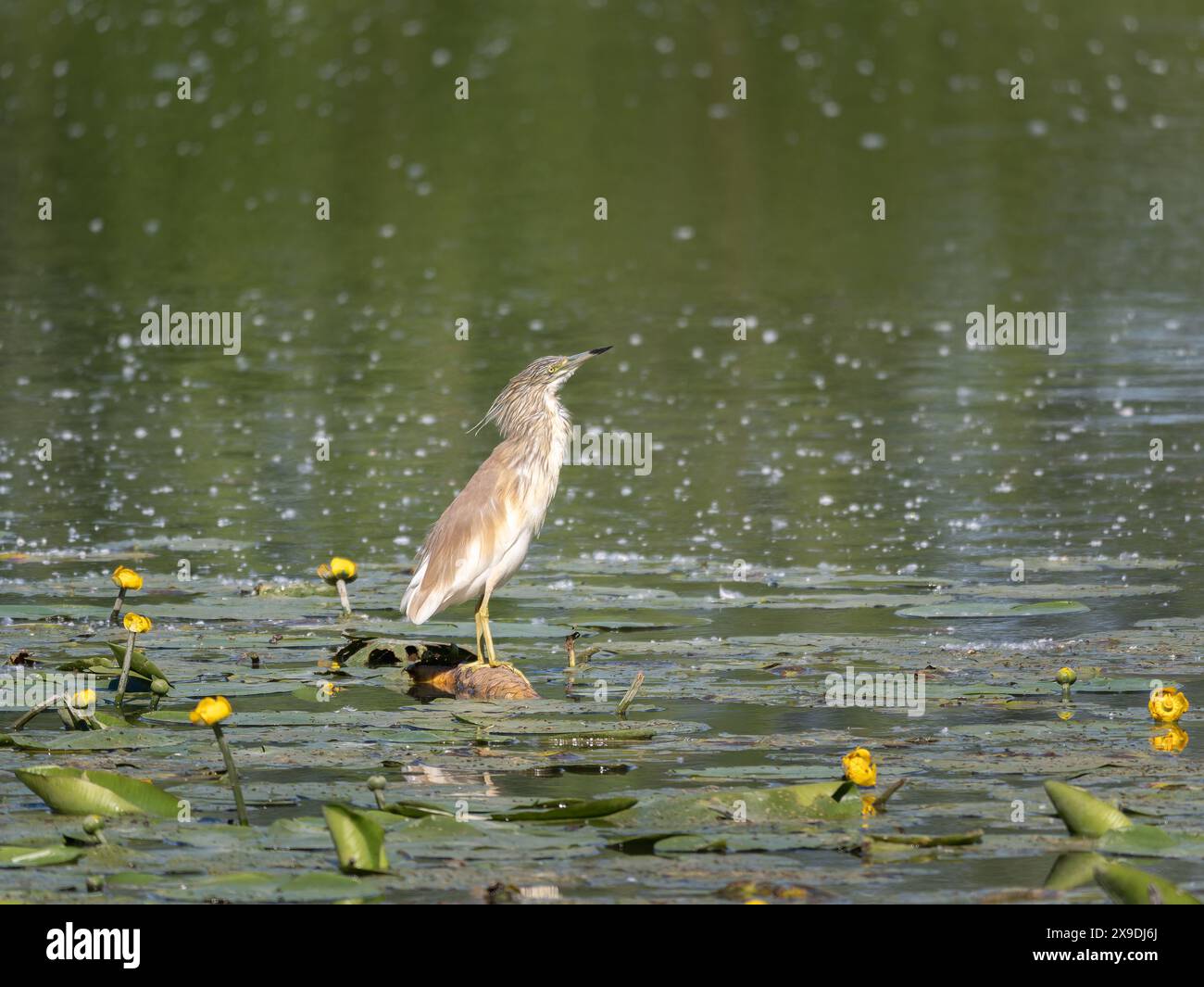 The squacco Heron, a Small Heron waiting for its Prey in a Swamp Stock ...