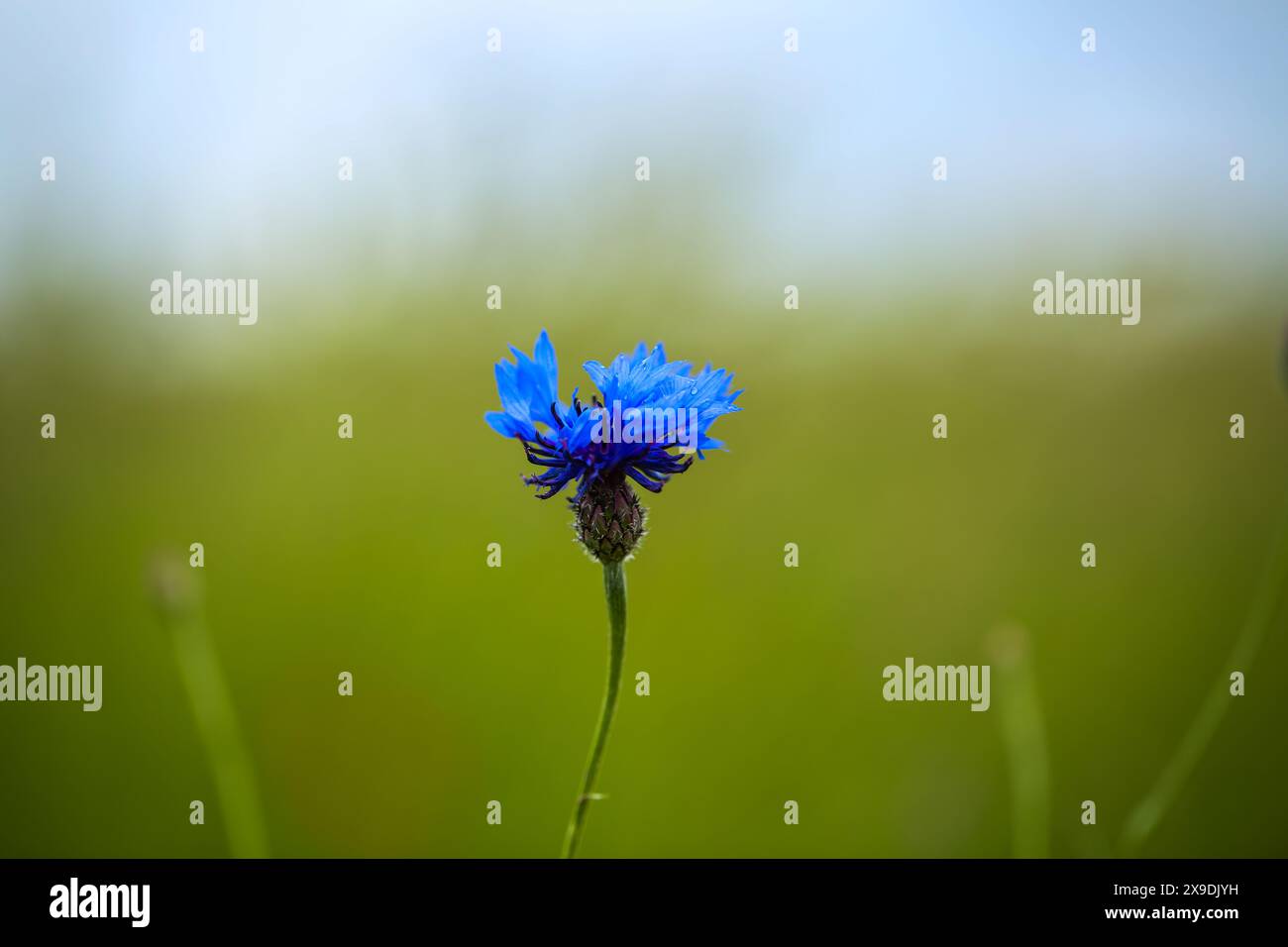 Cornflower alone in the field Stock Photo - Alamy