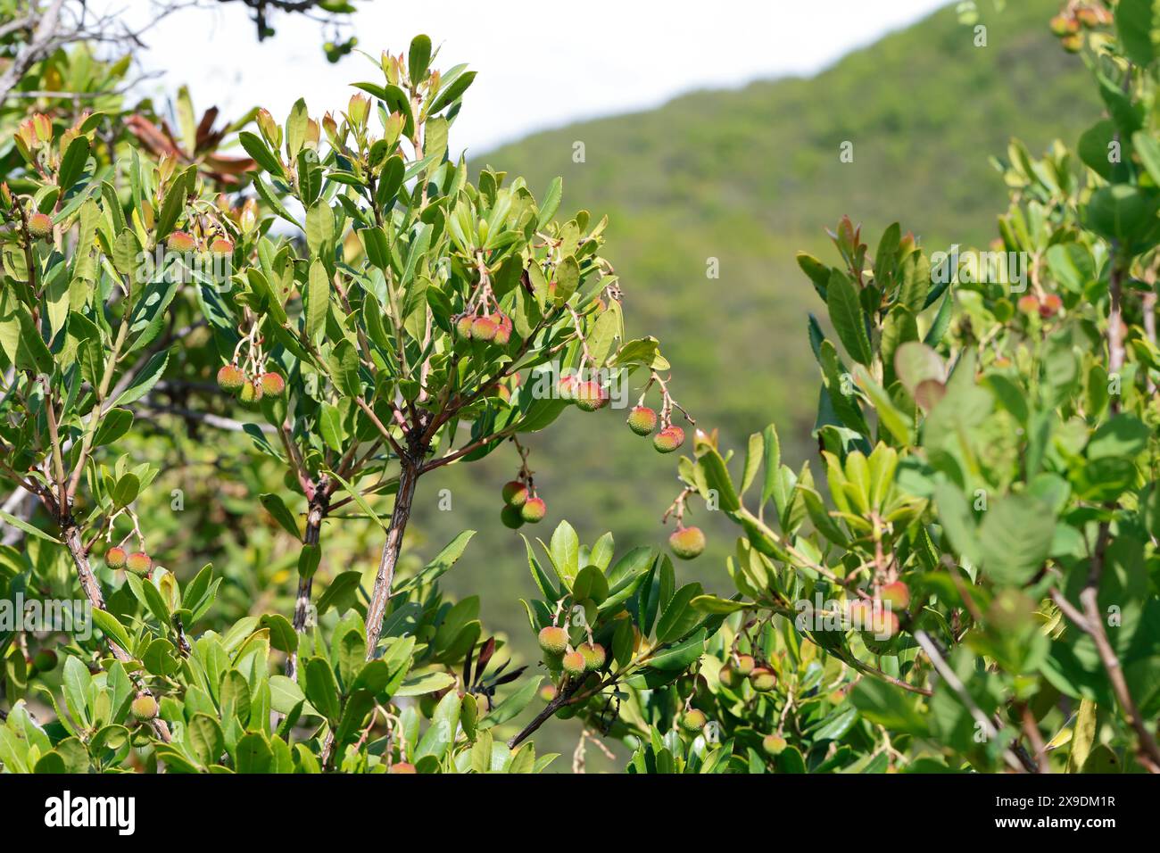 Westlicher Erdbeerbaum, Erdbeerbaum, Erdbeer-Baum, Früchte, Arbutus ...