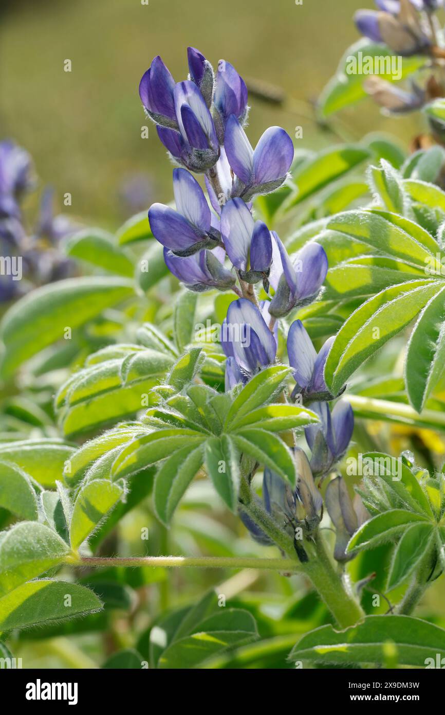 White lupin hi-res stock photography and images - Alamy