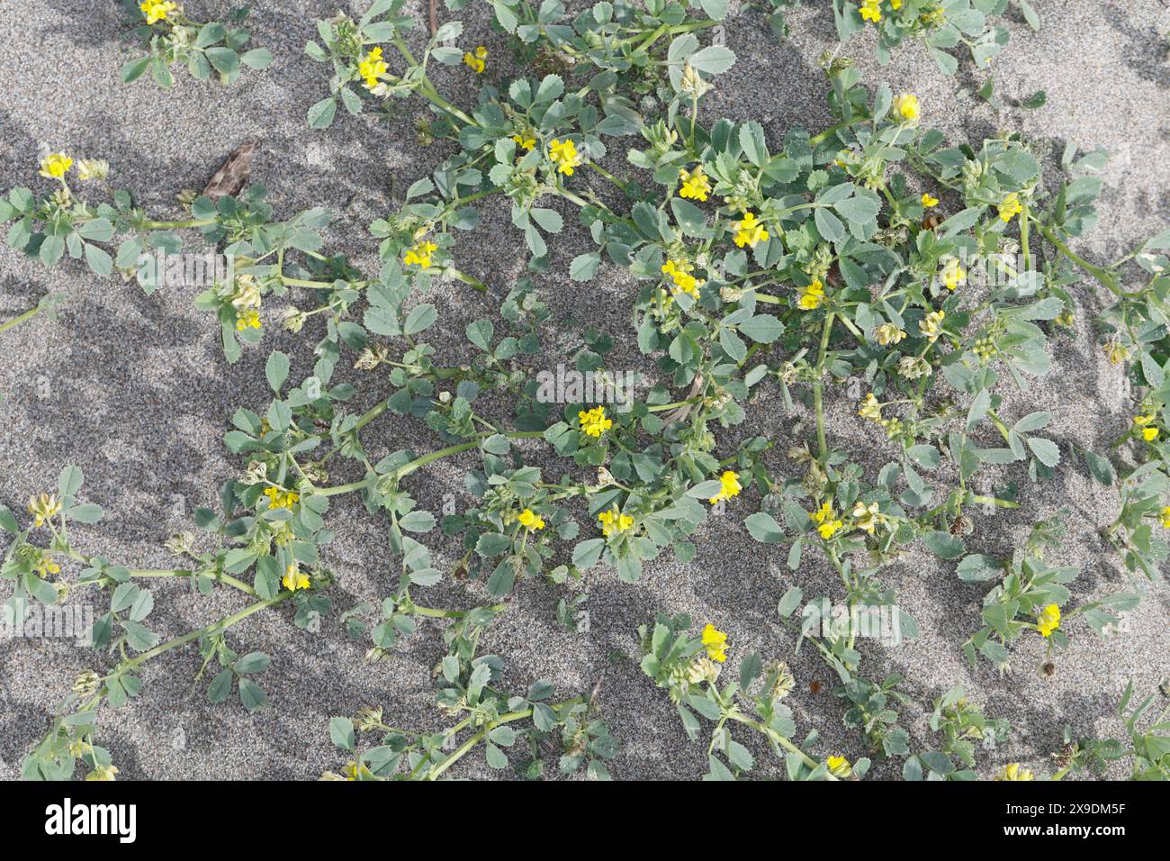 Strand medick hi-res stock photography and images - Alamy