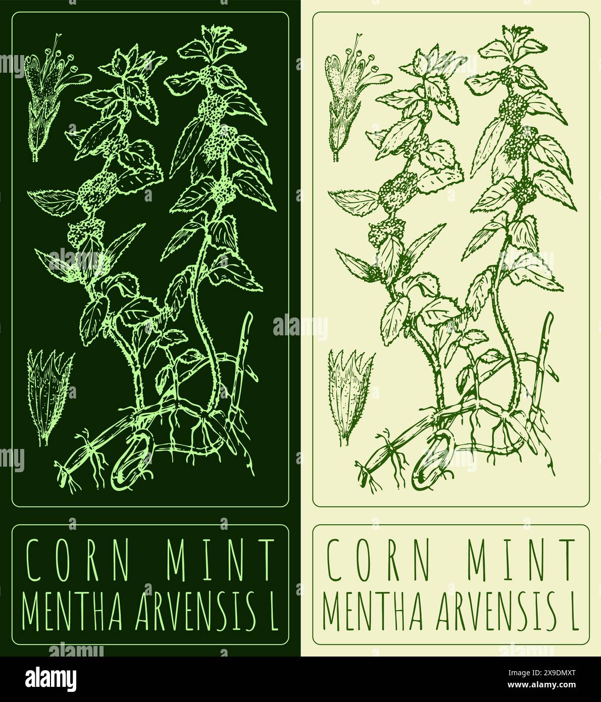 Vector drawing CORN MINT. Hand drawn illustration. The Latin name is ...