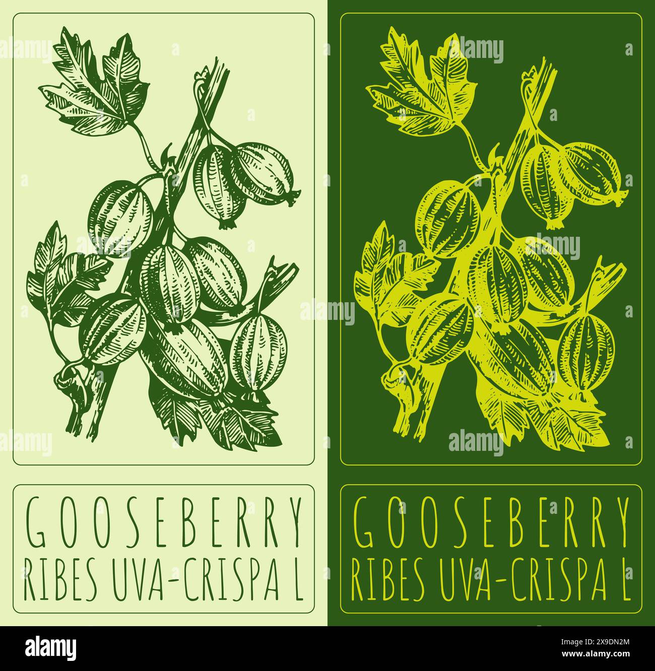 Vector drawing GOOSEBERRY. Hand drawn illustration. The Latin name is ...