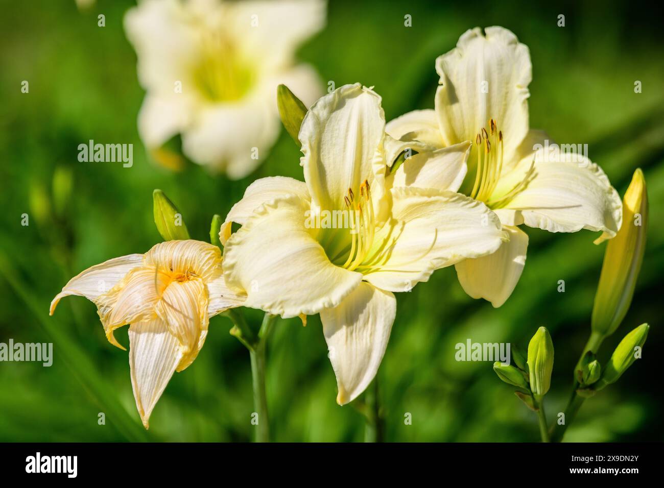 Ivory white Hemerocallis Arctic Snow plant, know as daylily, Lilium or ...