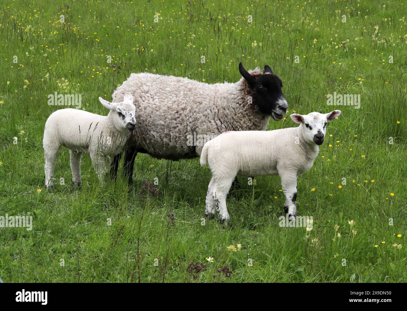 Black-faced Sheep Ewe with Two Lambs, Ovis aries, Bovidae. The ...