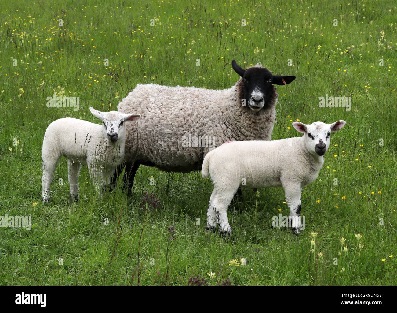 Black-faced Sheep Ewe with Two Lambs, Ovis aries, Bovidae. The ...