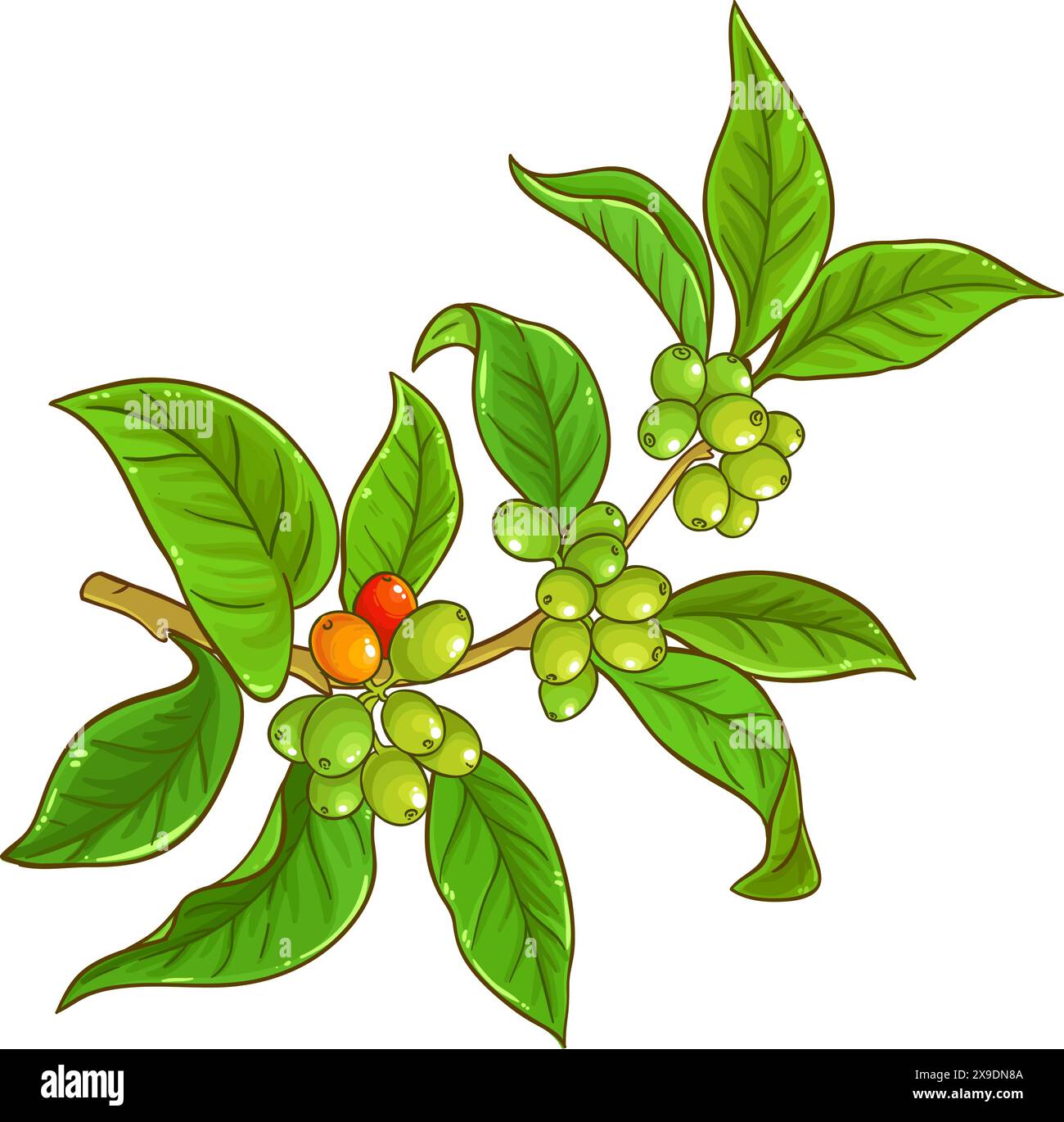Coffee Branch Colored Detailed Illustration Stock Vector Image & Art ...