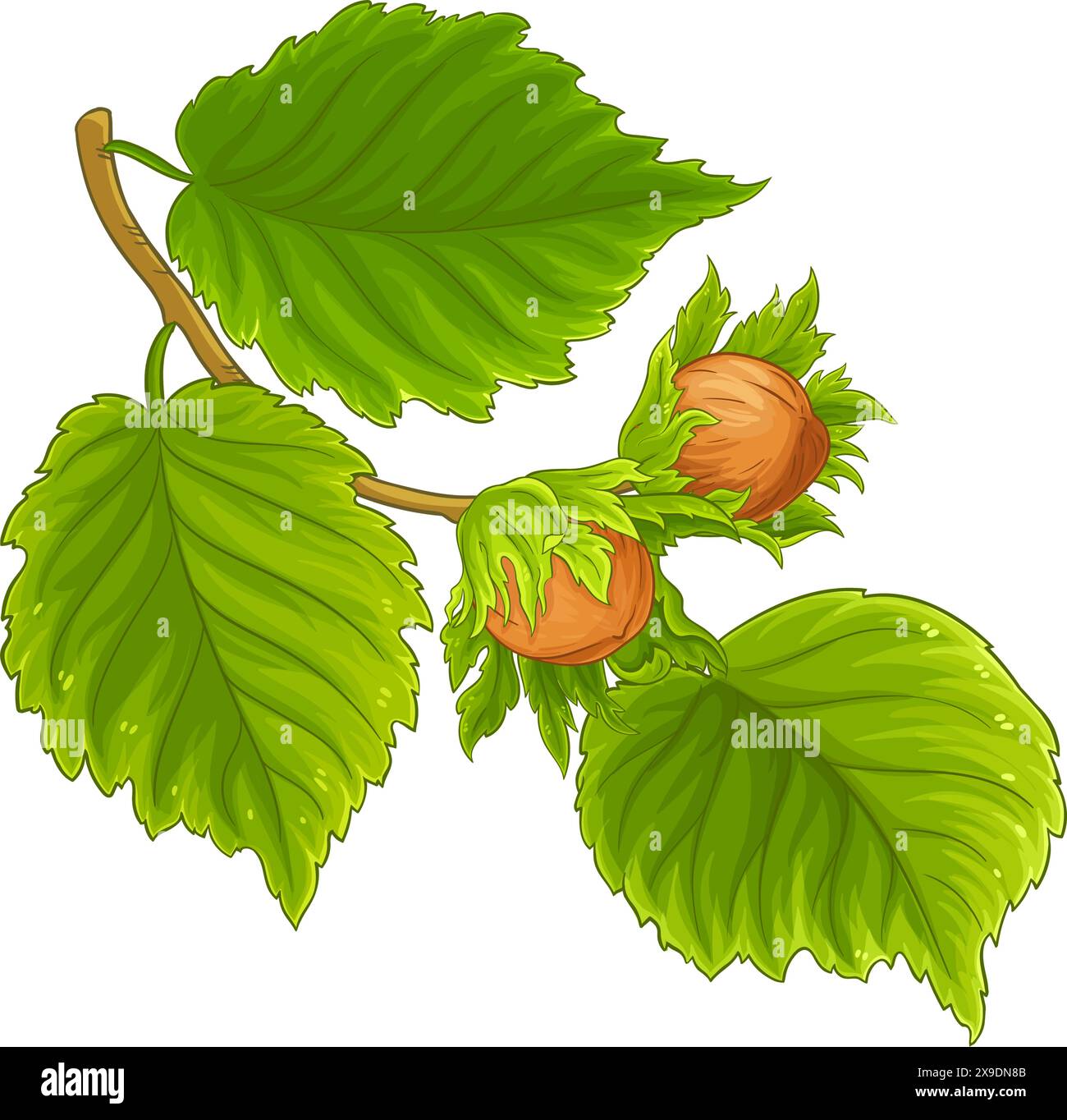 Hazel flowers Stock Vector Images - Alamy