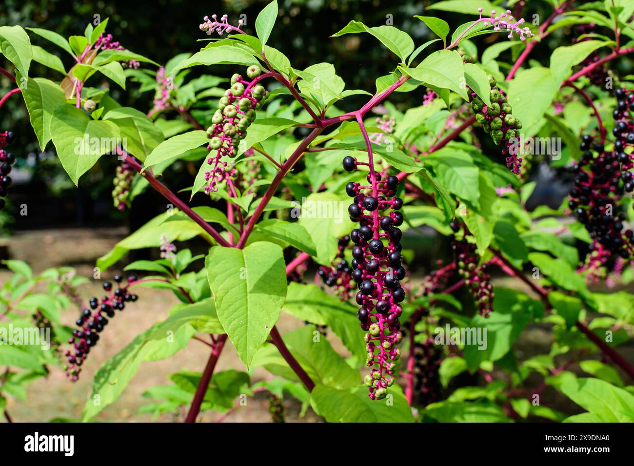 Small black poisonous fruits of Phytolacca plant, also known as ...