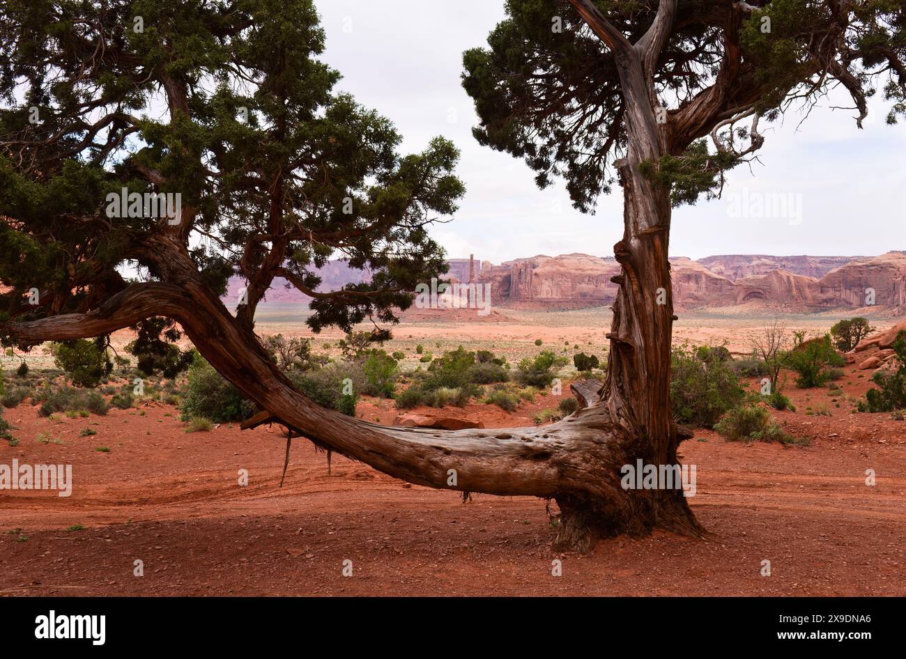 Tree branches framing buttes and mesas in Monument Valley Navajo Tribal ...