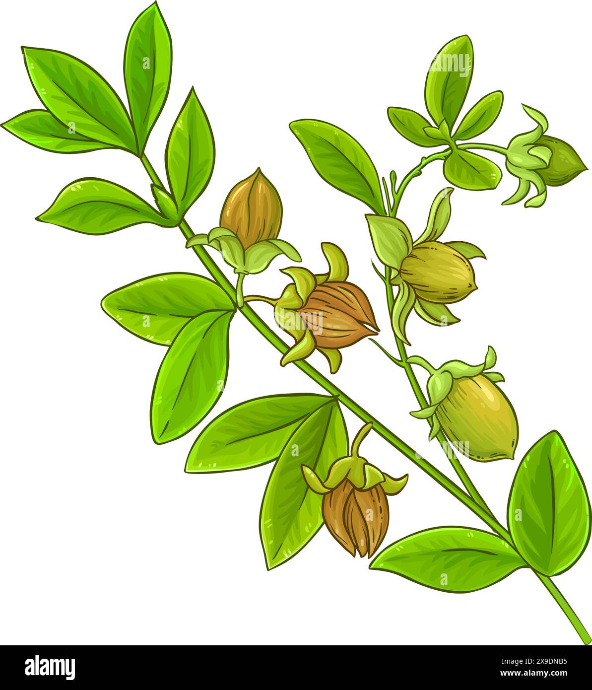 Jojoba Branch Colored Detailed Illustration Stock Vector Image & Art ... Jojoba Branch Colored Detailed Illustration Stock Vector Image & Art ...