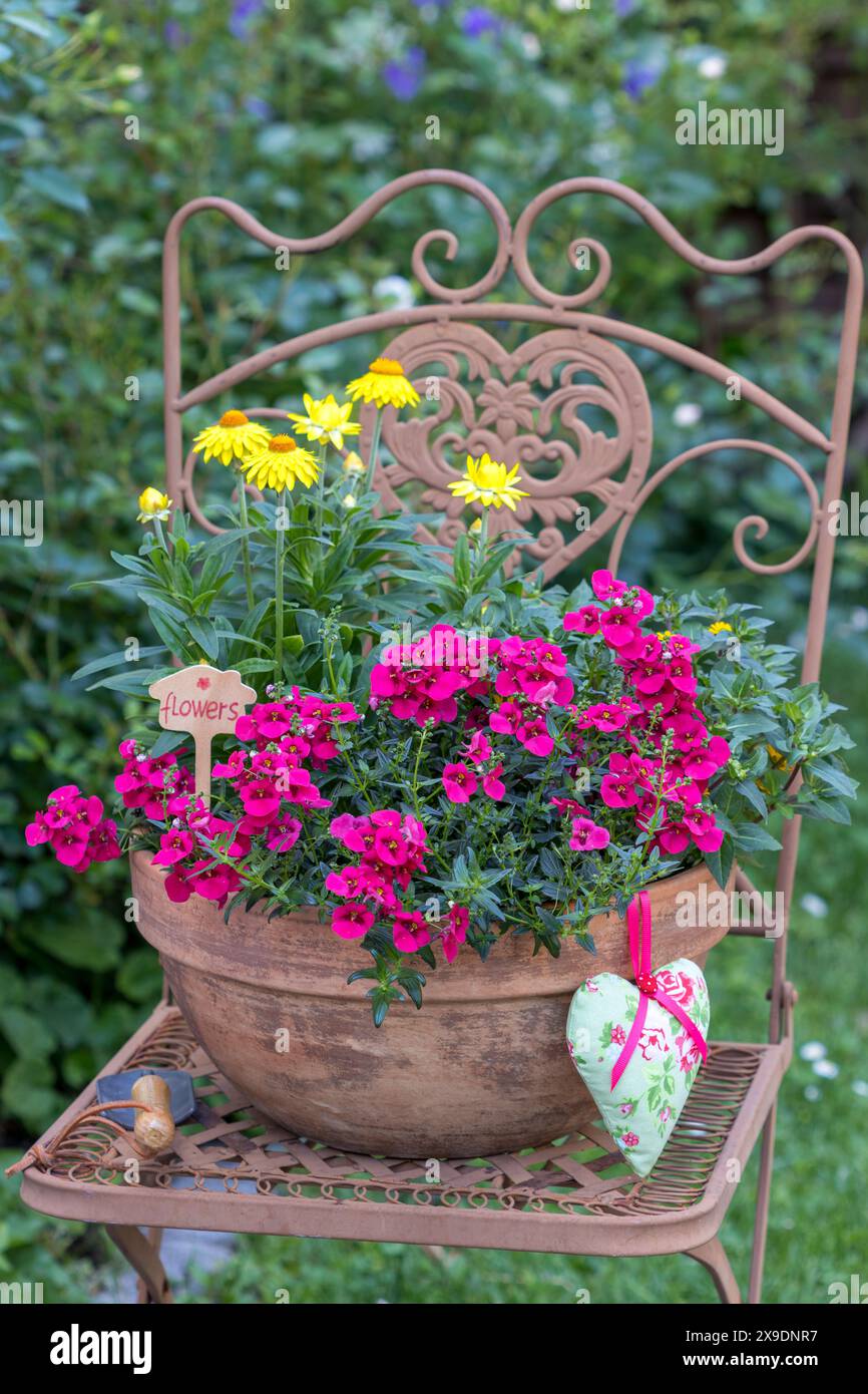 red nemesia, yellow strawflower and sanvitalia in terracotta pot on ...