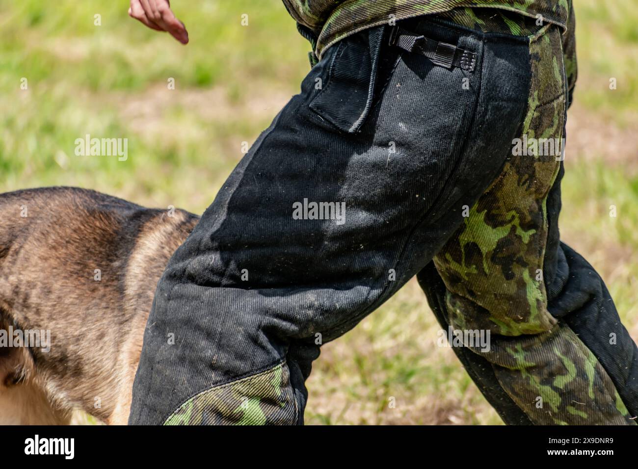 Military dog and military dog trainer, dog team Stock Photo - Alamy