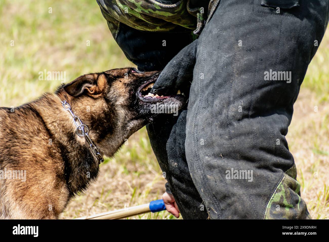 Military dog and military dog trainer, dog team Stock Photo - Alamy
