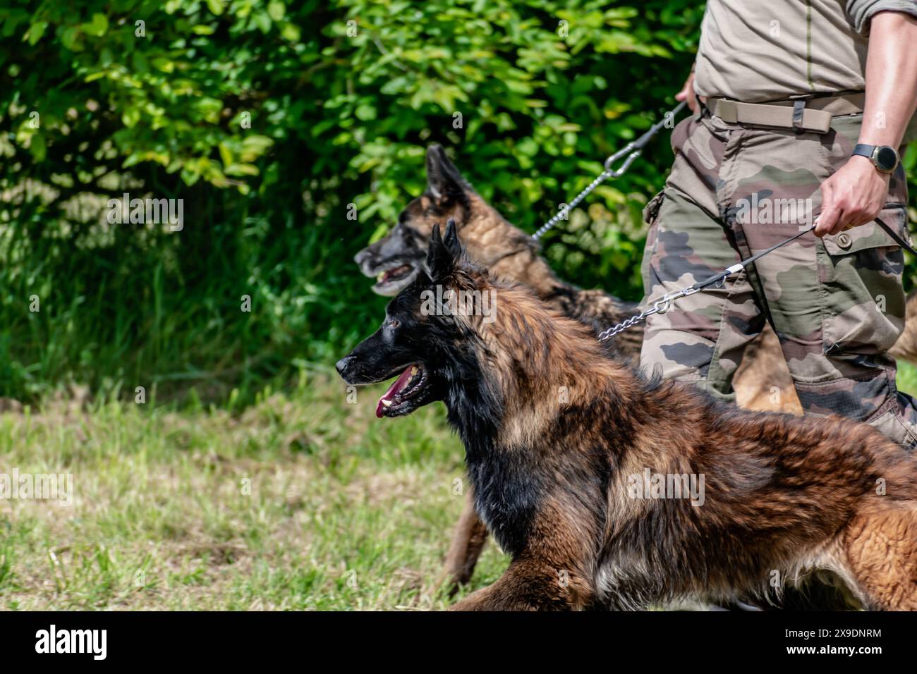 Military dog and military dog trainer, dog team Stock Photo - Alamy