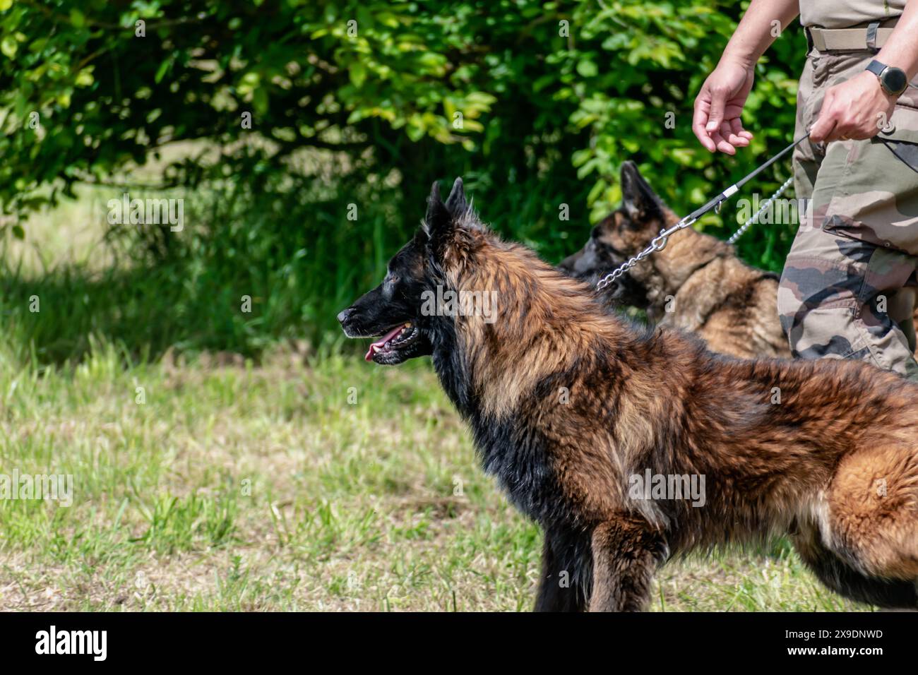Military dog and military dog trainer, dog team Stock Photo - Alamy