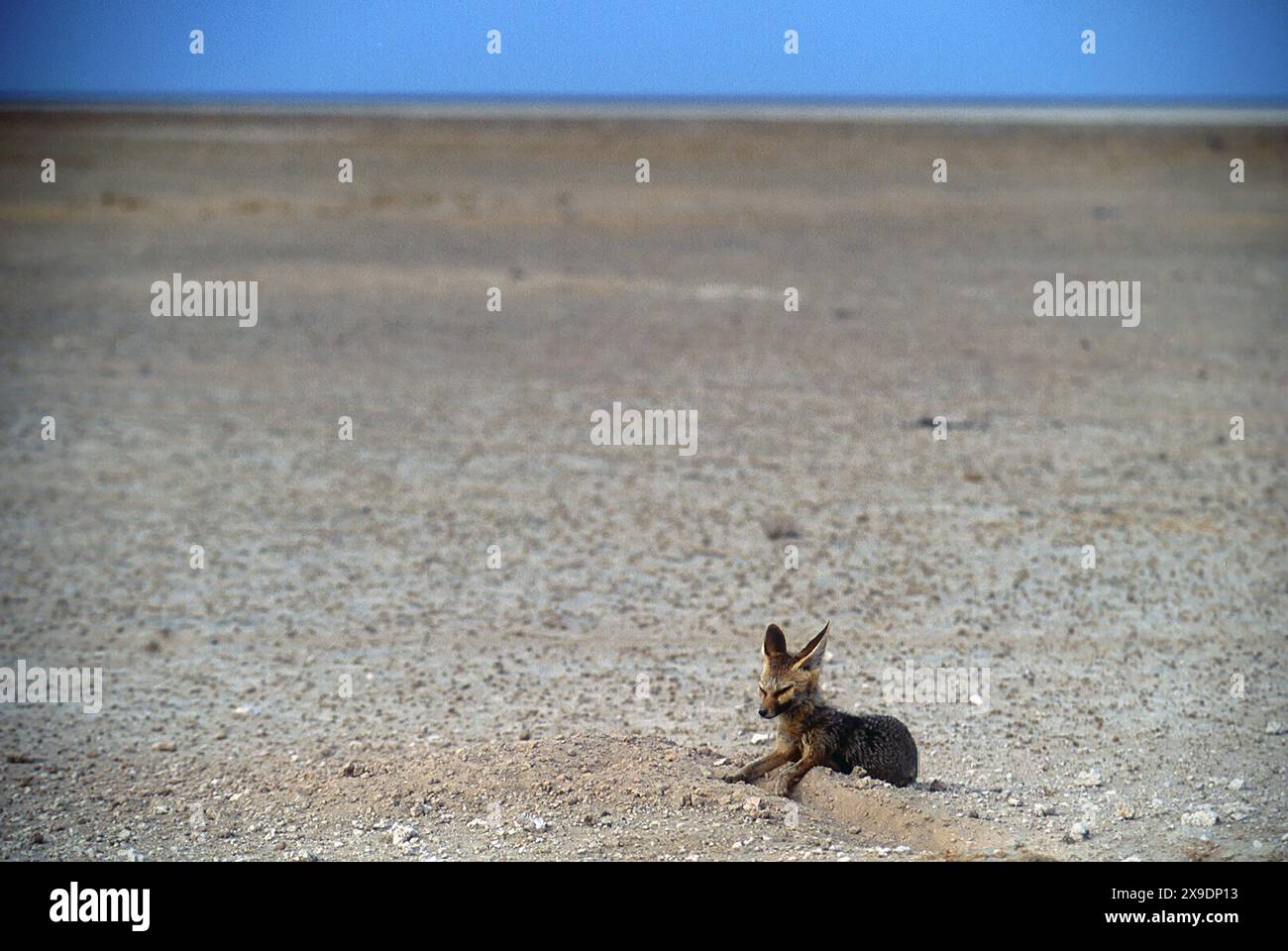 Cape Fox kit, Vulpes chama, outside hole to den with, pan in background ...