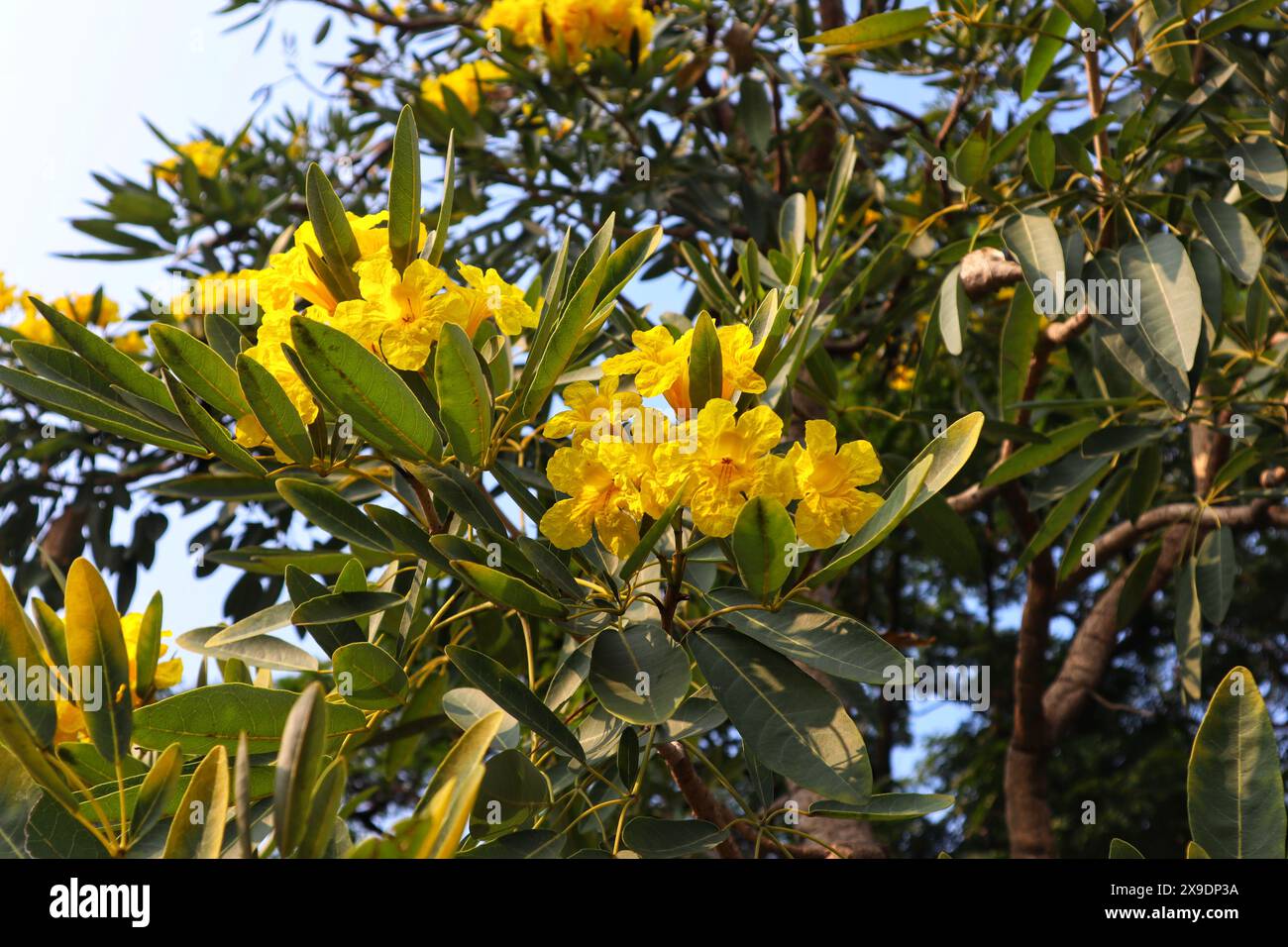 Yellow tabebuya hi-res stock photography and images - Alamy