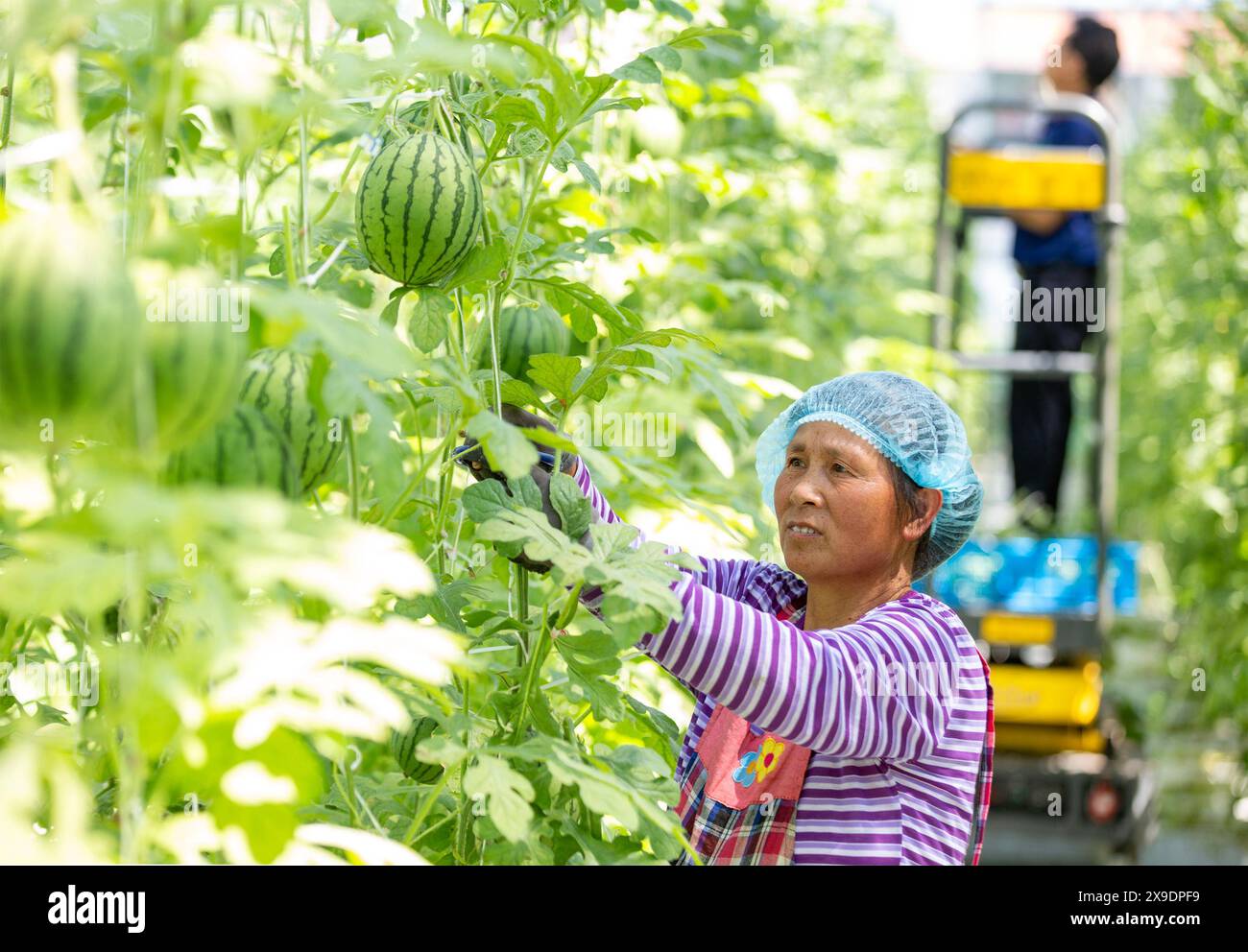 NANTONG, CHINA - MAY 28, 2024 - A melon farmer picks ripe "air ...