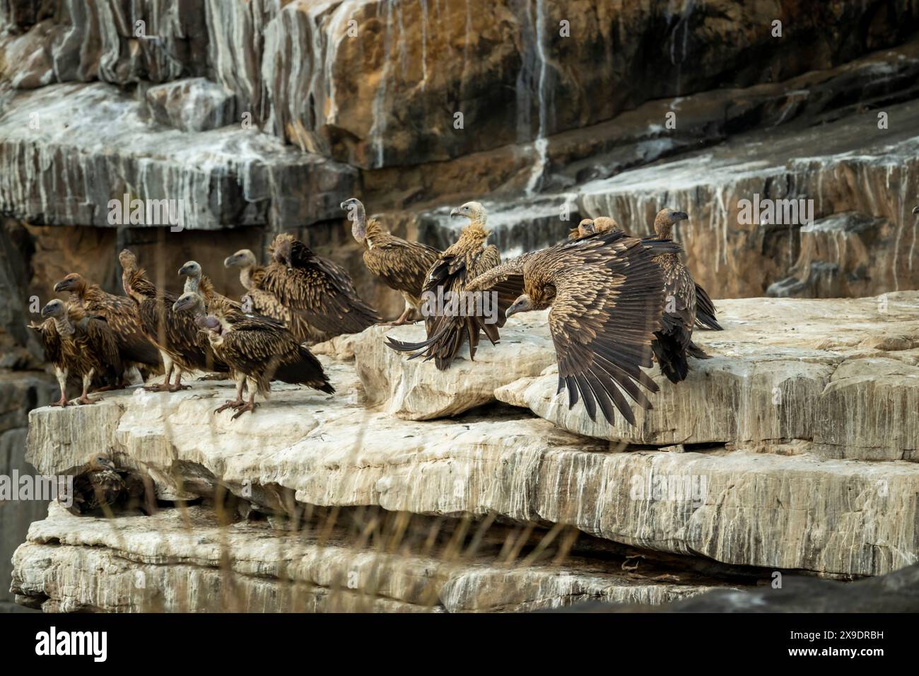Himalayan vulture Gyps himalayensis Himalayan griffon vulture closeup ...