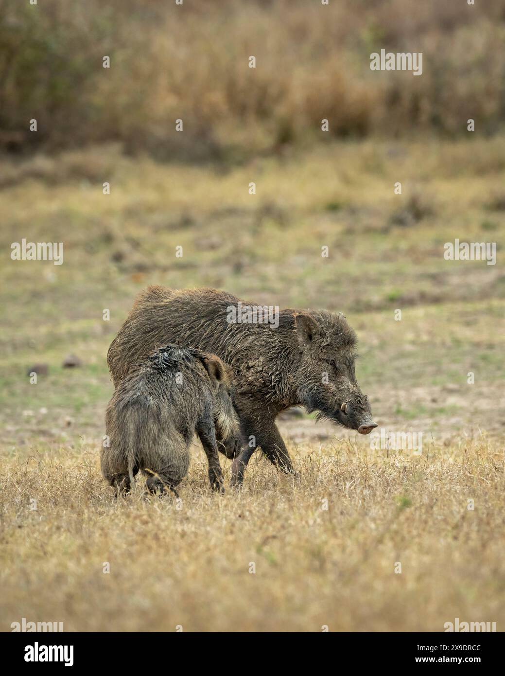 Sus scrofa cristatus family hi-res stock photography and images - Alamy