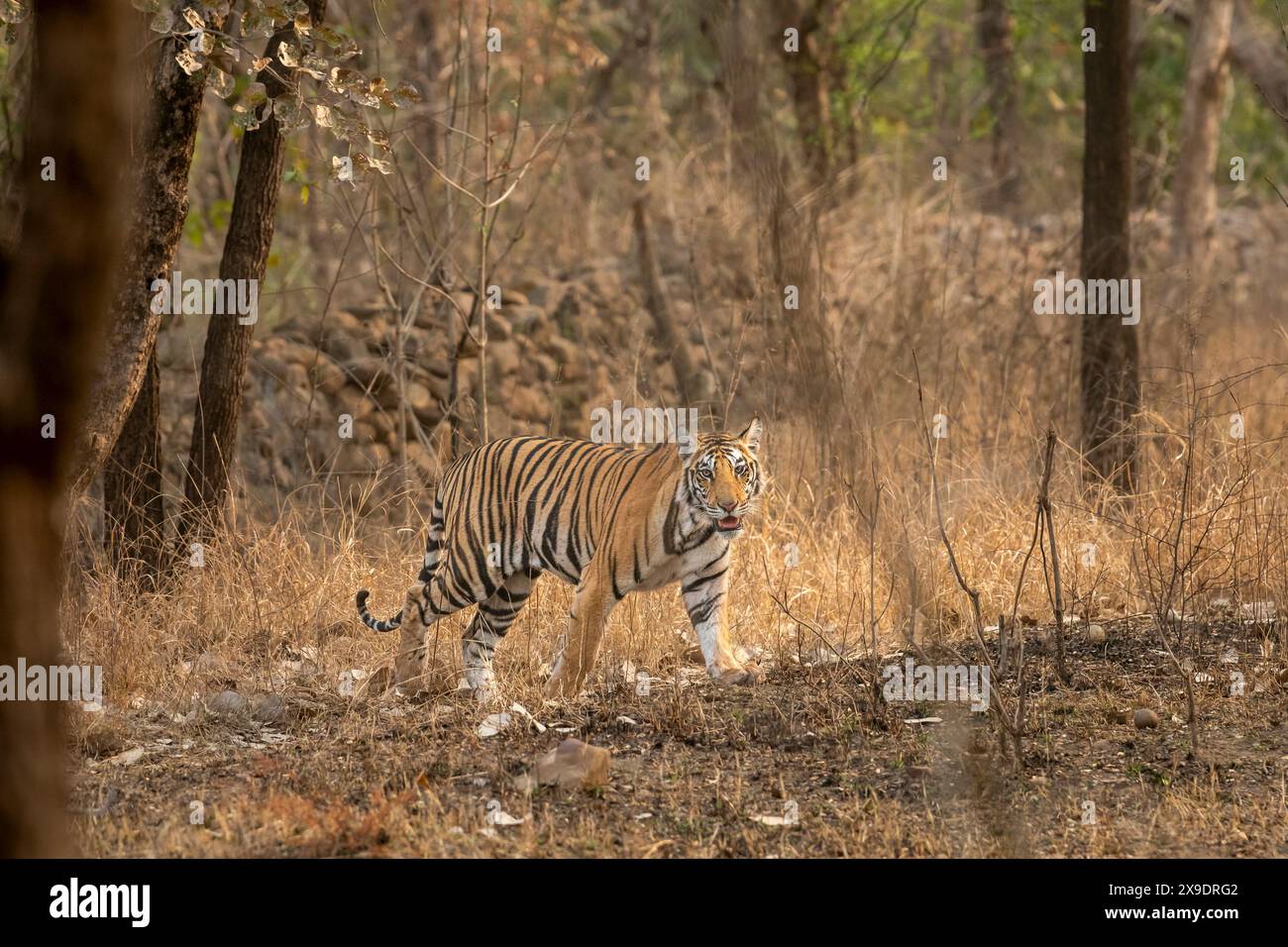 wild sub adult male bengal tiger panthera tigris walking head on ...