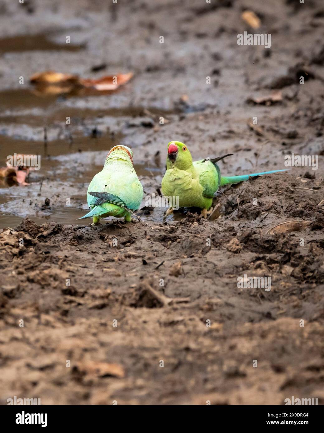 Panna india bird hi-res stock photography and images - Alamy