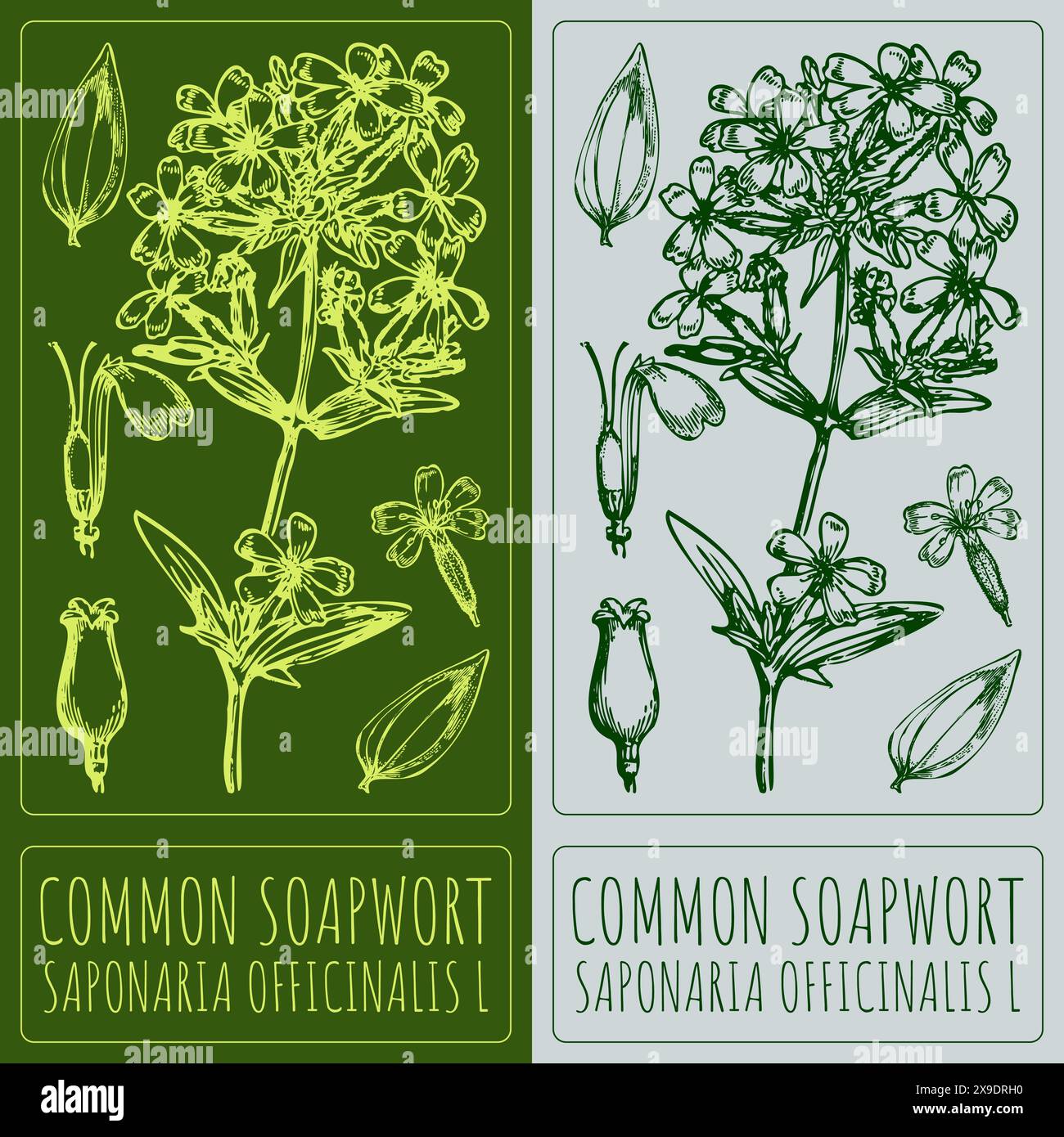 Vector drawing COMMON SOAPWORT. Hand drawn illustration. The Latin name ...