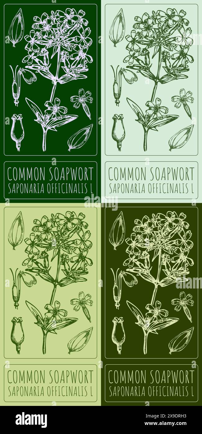 Soapwort saponaria officinalis flower Stock Vector Images - Alamy