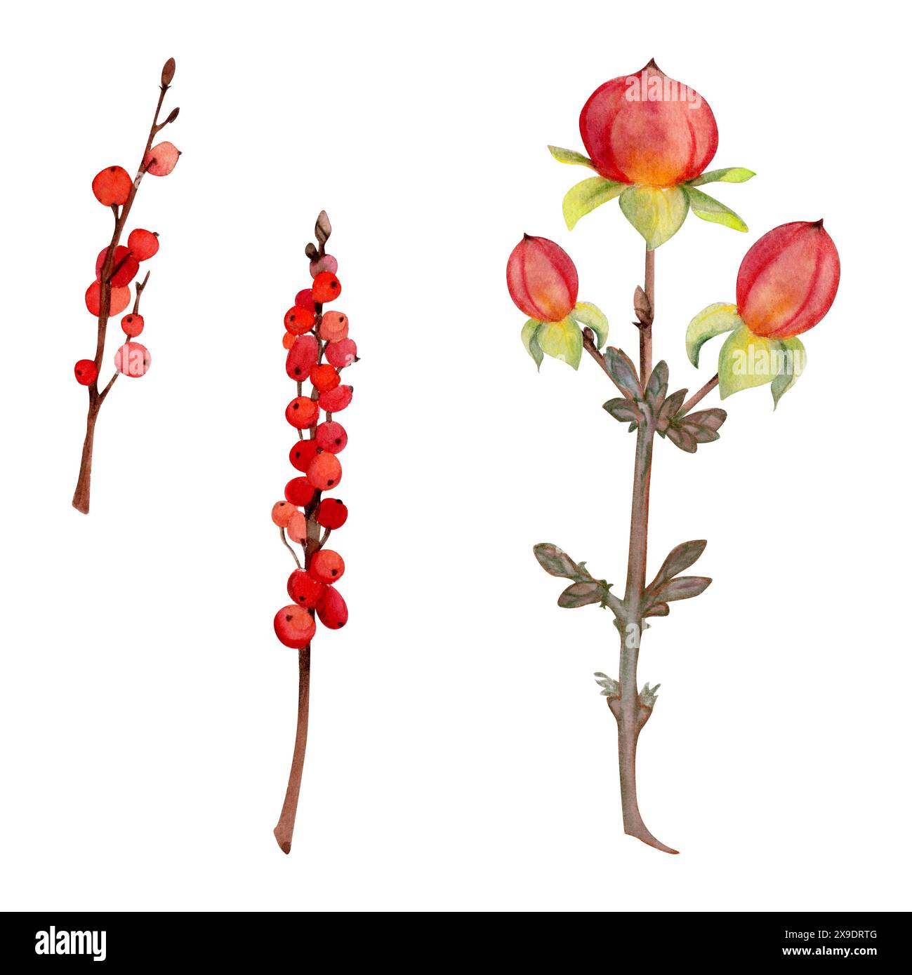 Branch of red berries winterberry holly hypericum. Hand drawn ...