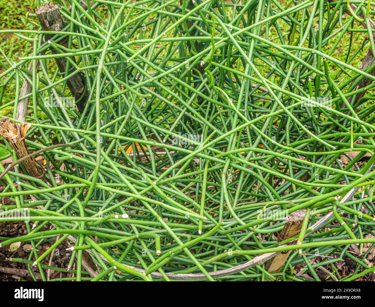 Caustic plant hi-res stock photography and images - Alamy