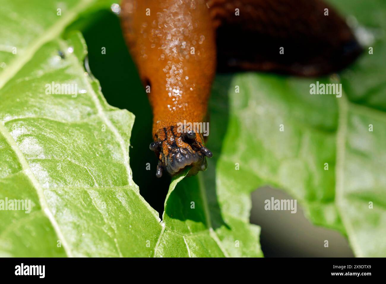 close up of the mouth of a eating slug, arion vulgaris on a lettuce ...