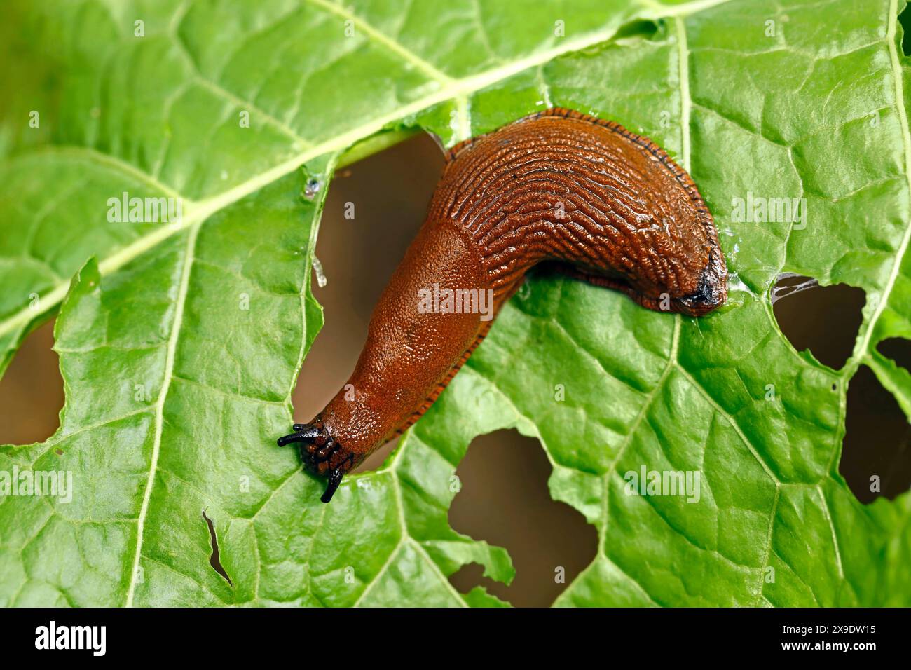 slug, arion vulgaris eating a lettuce leaf in the garden, snails damage ...