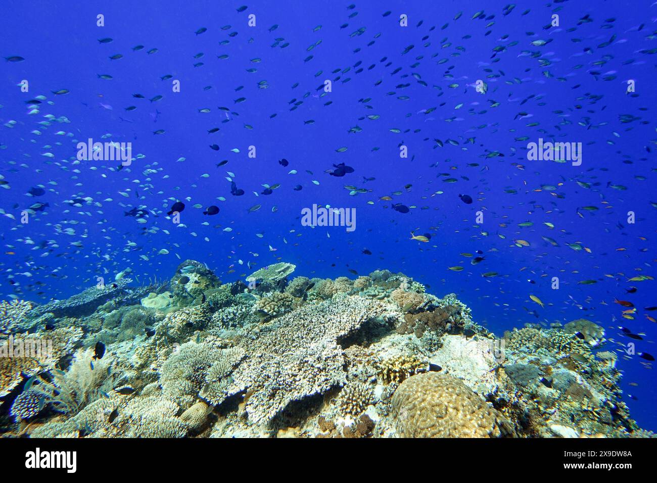 Indonesia Alor Island - Marine life - Coral reef with tropical fish ...
