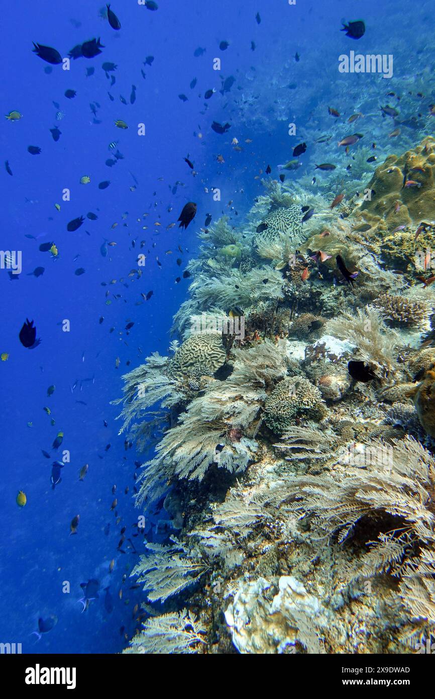 Indonesia Alor Island - Marine life - Coral reef with tropical fish ...