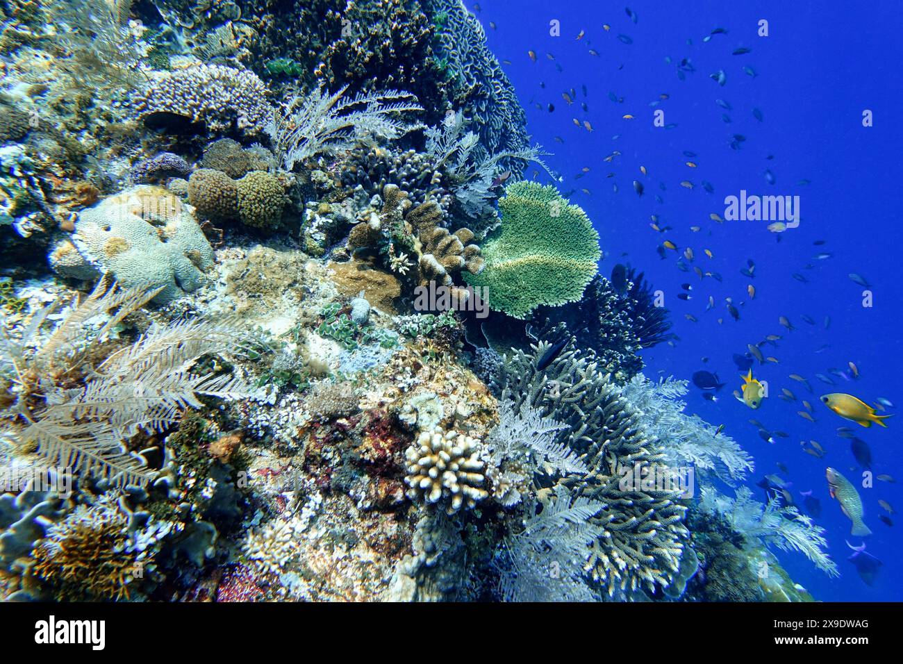 Indonesia Alor Island - Marine life - Coral reef with tropical fish ...