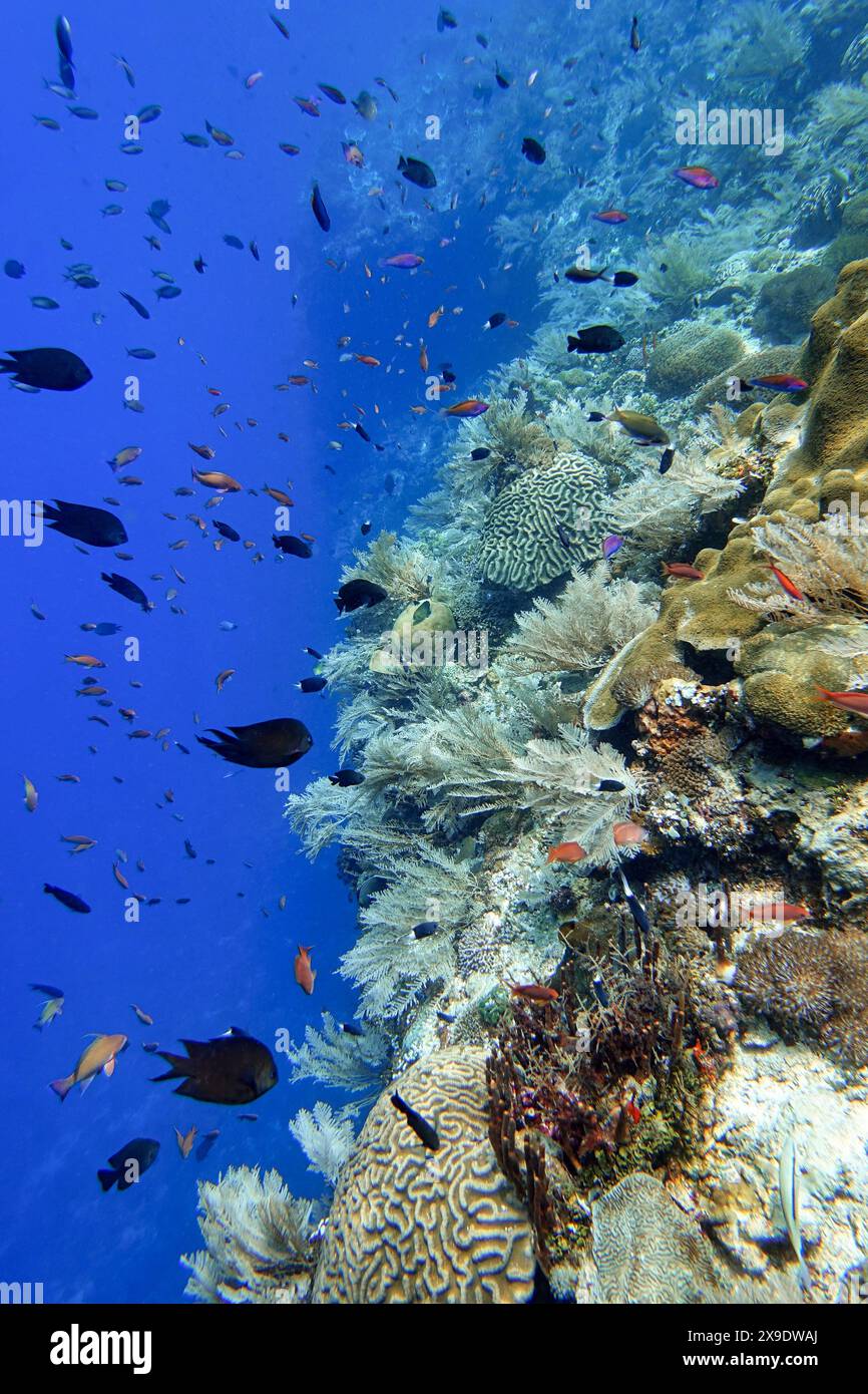 Indonesia Alor Island - Marine life - Coral reef with tropical fish ...