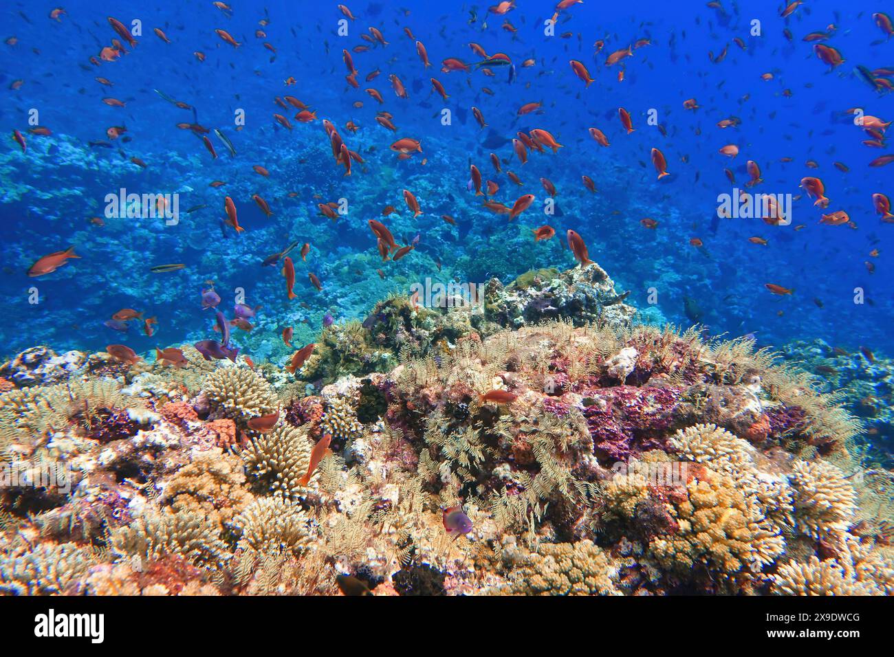 Indonesia Alor Island - Marine life Coral reef with tropical fish Stock ...