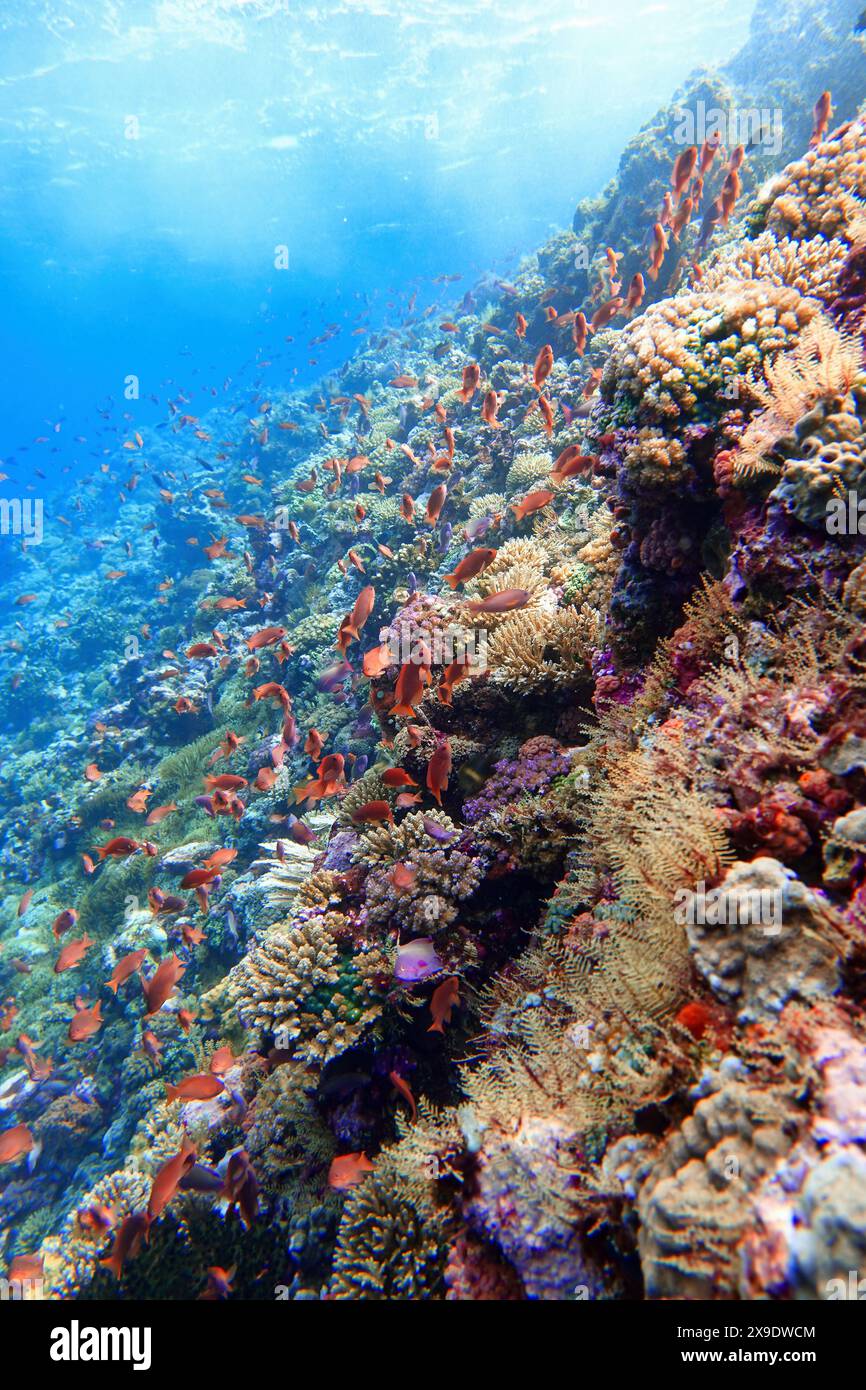 Indonesia Alor Island - Marine life Coral reef with tropical fish Stock ...