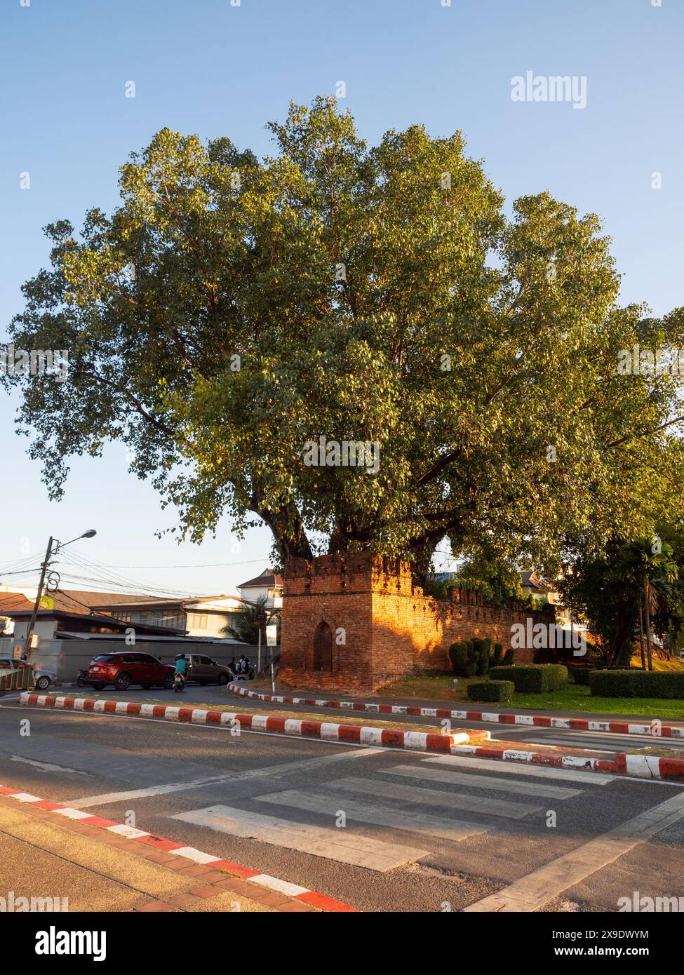 Chiang Mai, Thailand. JAN 10, 2023 : Great Banyan tree at Suan Dok Gate ...