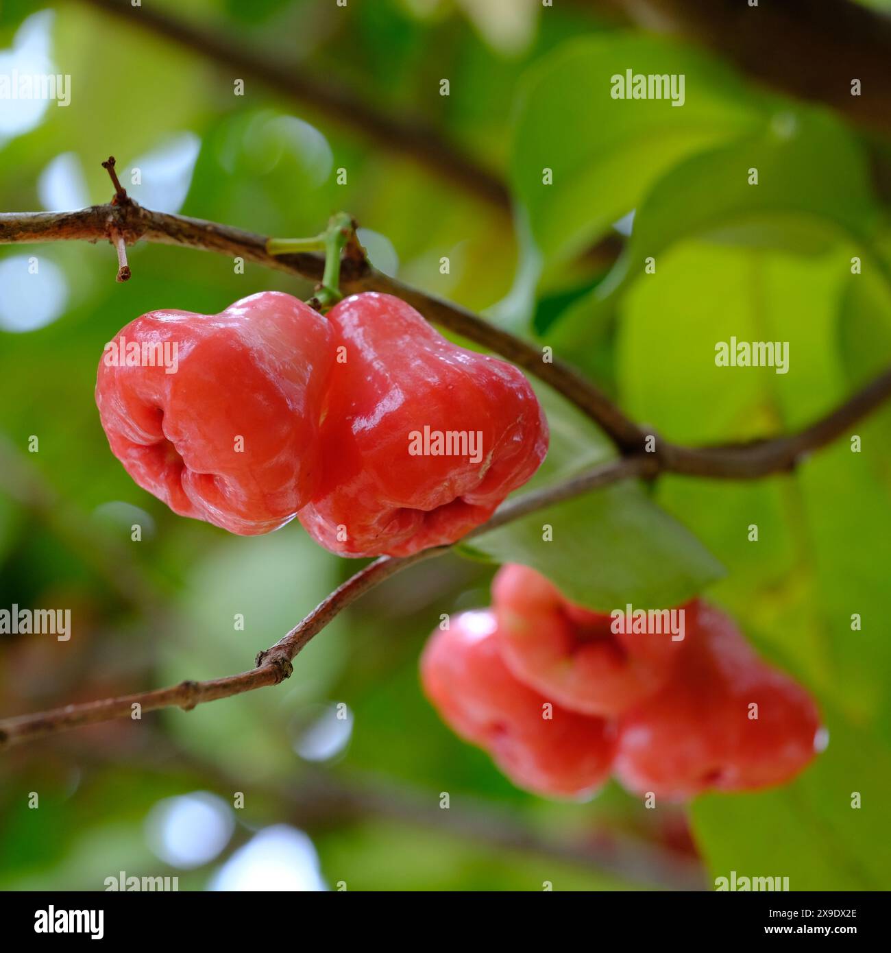 Plum tree farm hi-res stock photography and images - Alamy