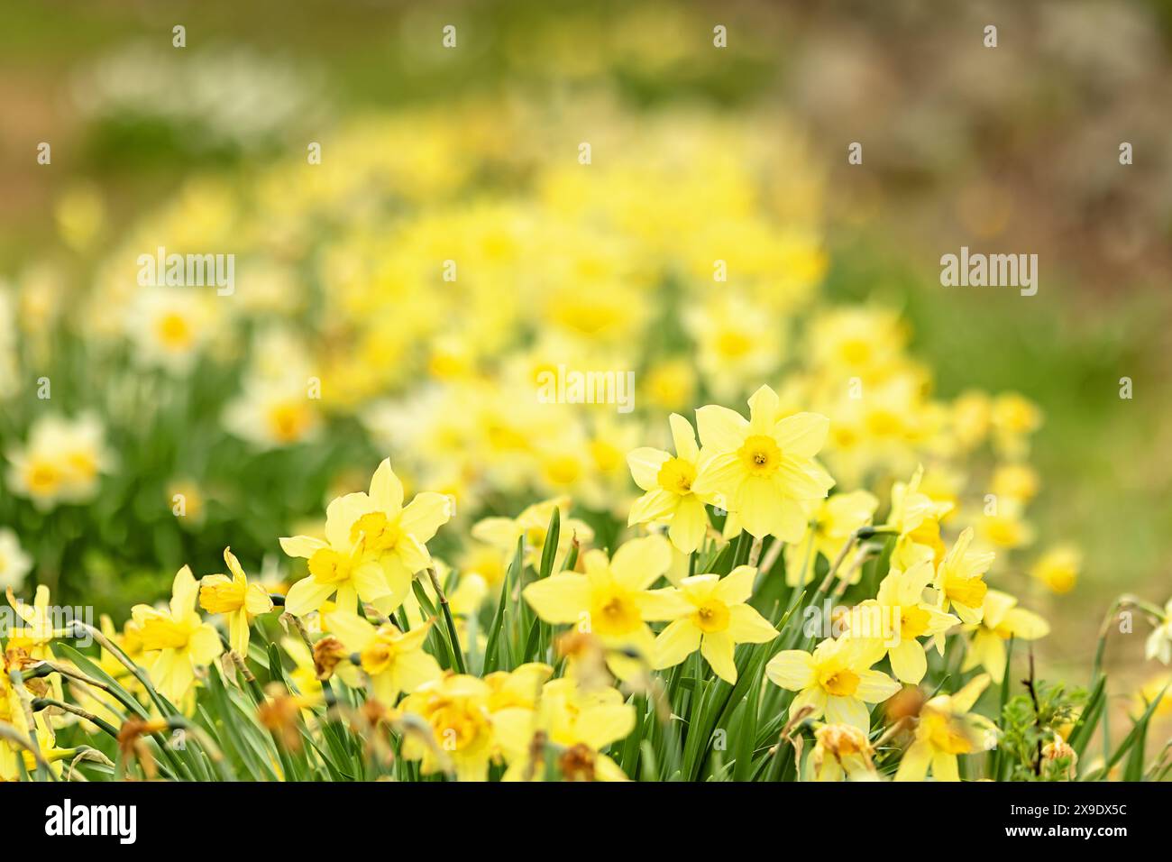 Past daffodils hi-res stock photography and images - Alamy